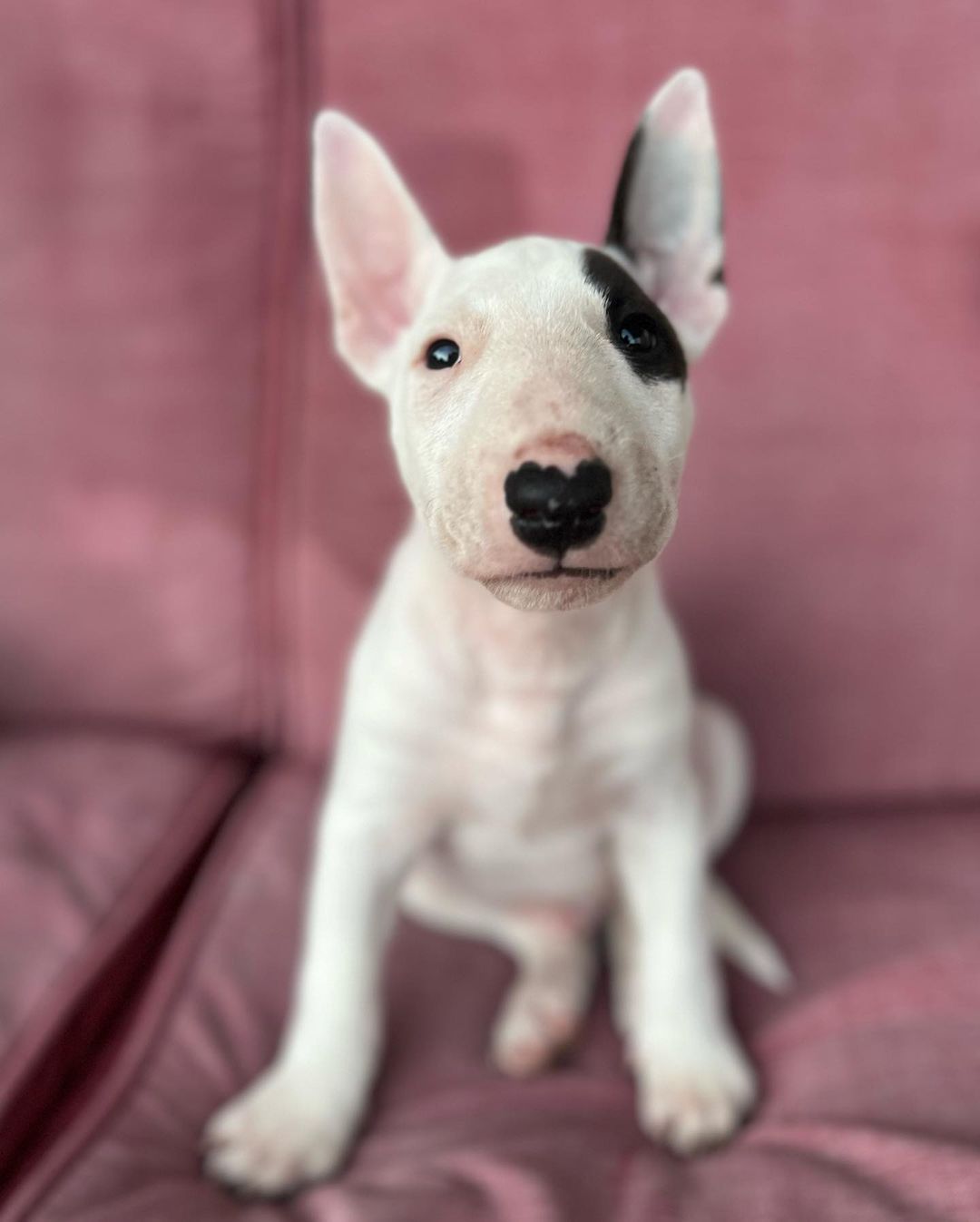 bull terrier puppies for sale